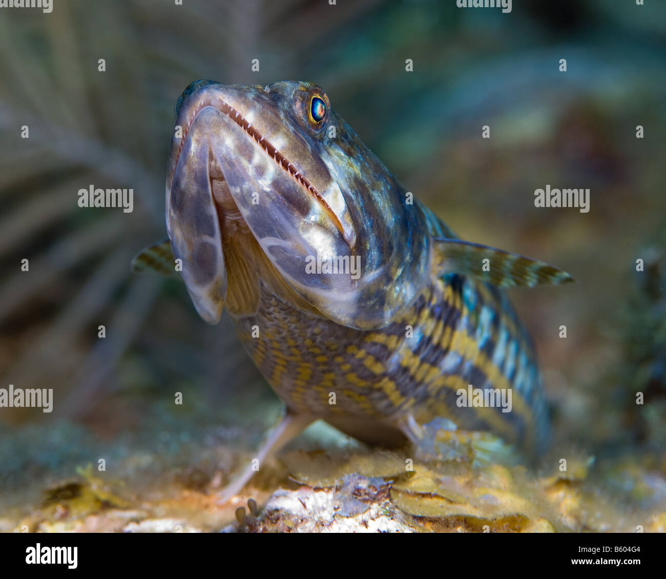 Snakefish hi-res stock photography and images - Alamy