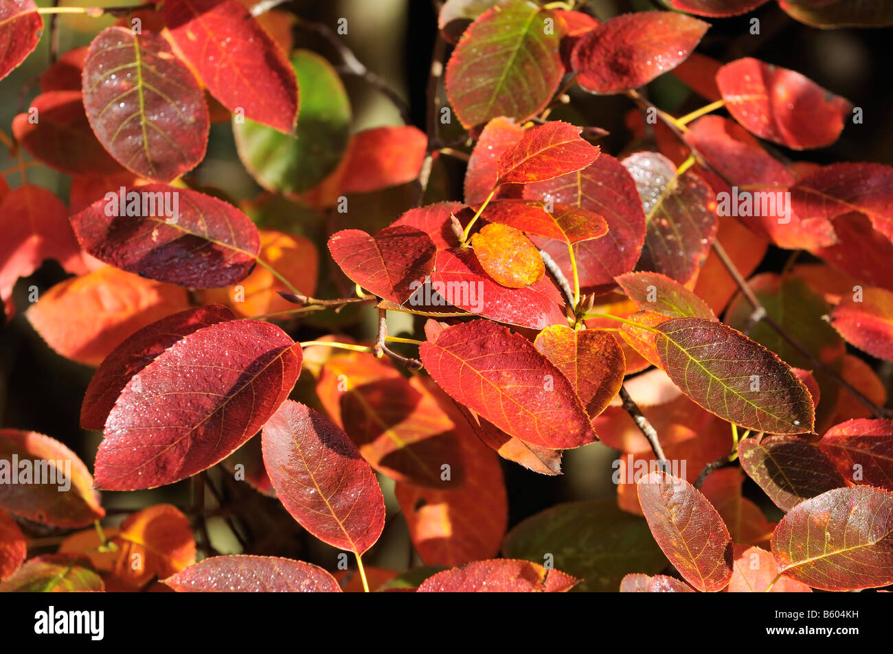 Snowy Mespil Amelanchier laevis Closeup of Autumn leaves Stock Photo ...