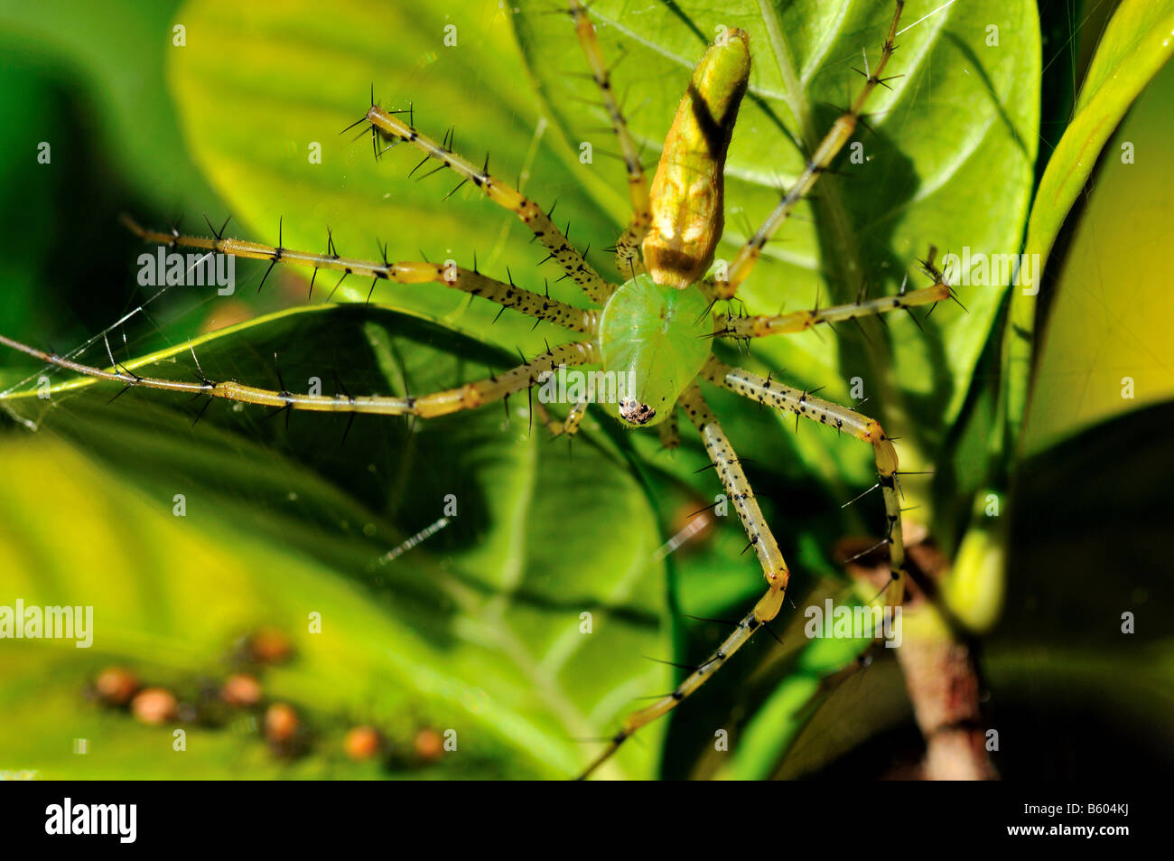 Mother And Baby Lynx High Resolution Stock Photography and Images - Alamy