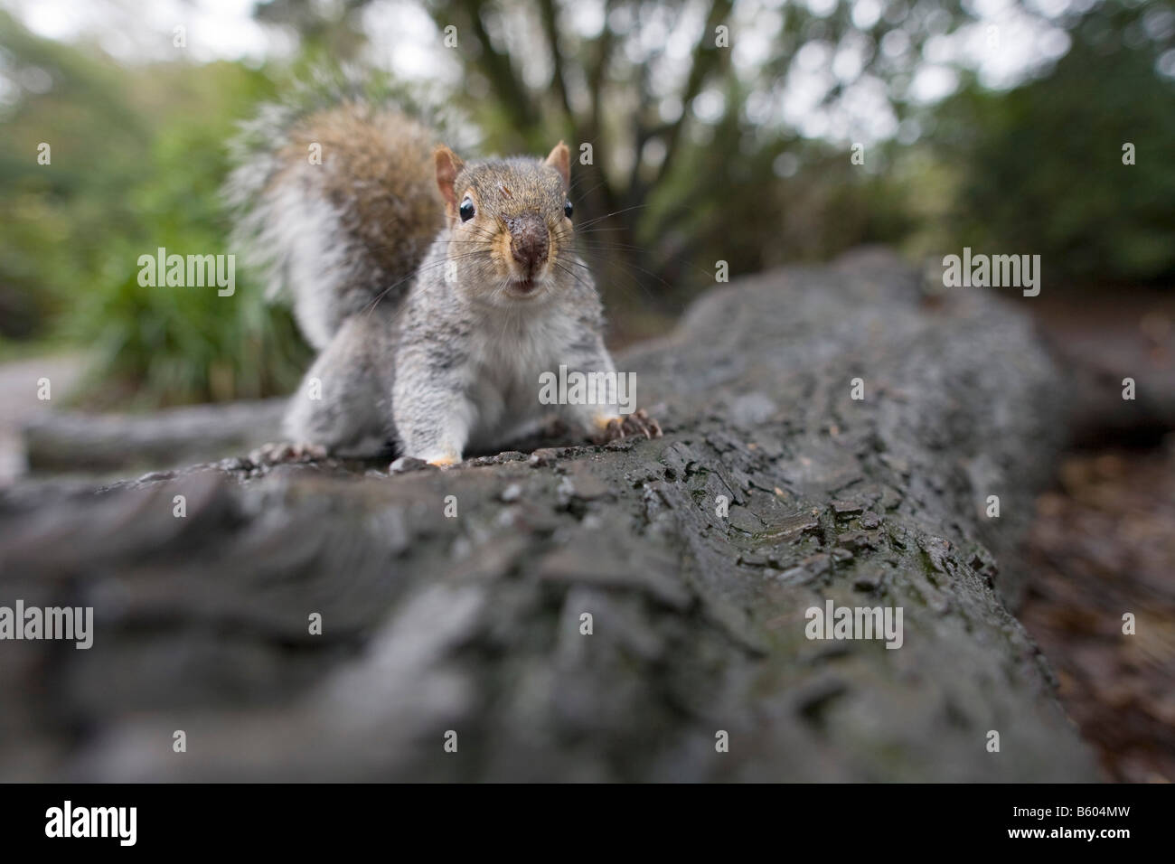 Grey squirrel tree hi-res stock photography and images - Alamy