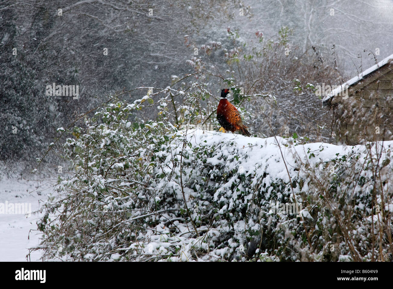 A pheasant on a snow covered dry stone wall during the "British Winter ...