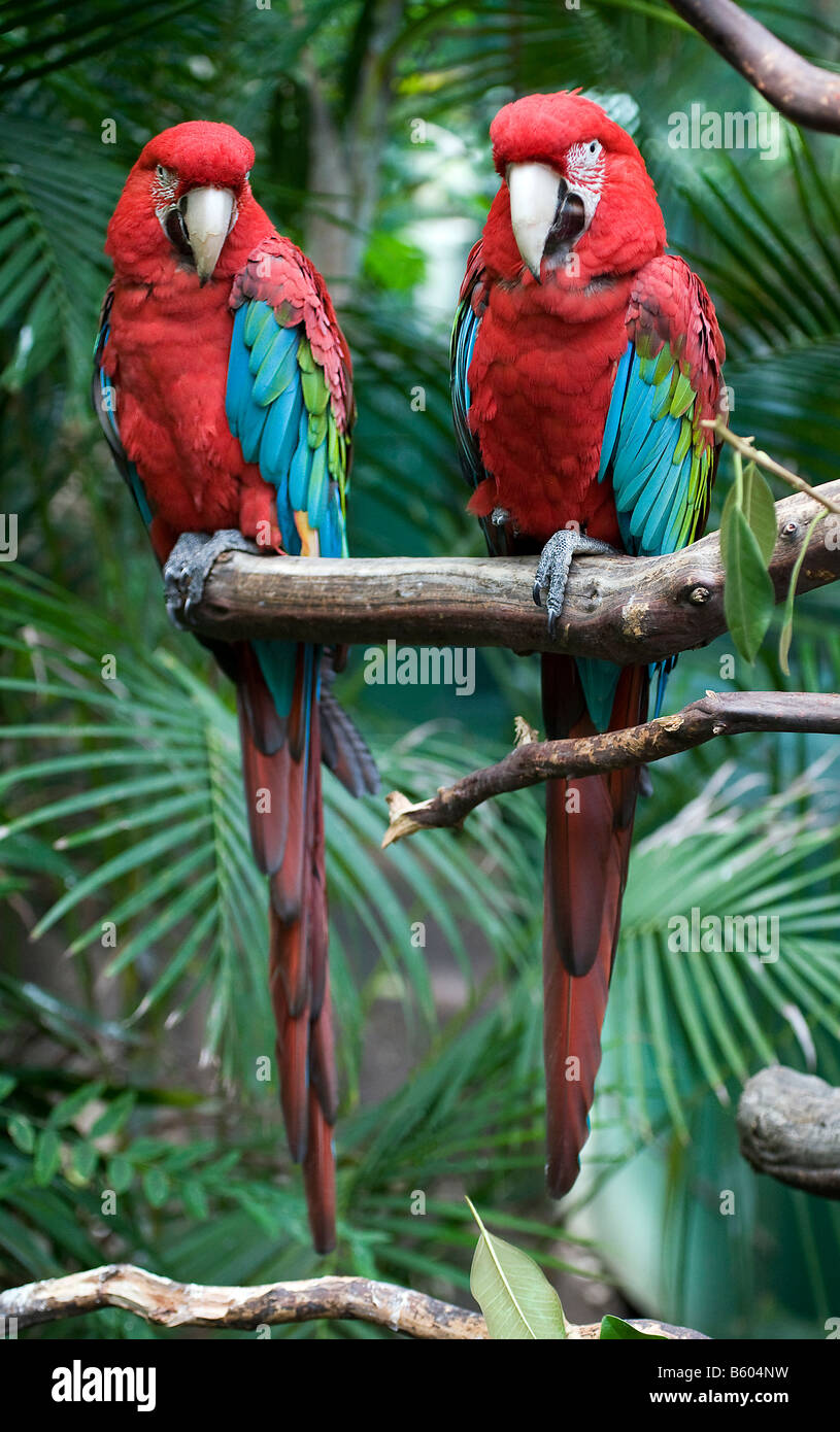 Parrots of the rainforest hi-res stock photography and images - Alamy