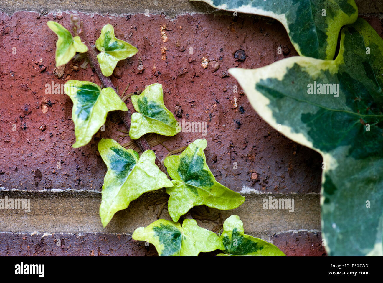 Close-up shot of variegated ivy leaves growing against a red brick wall ...