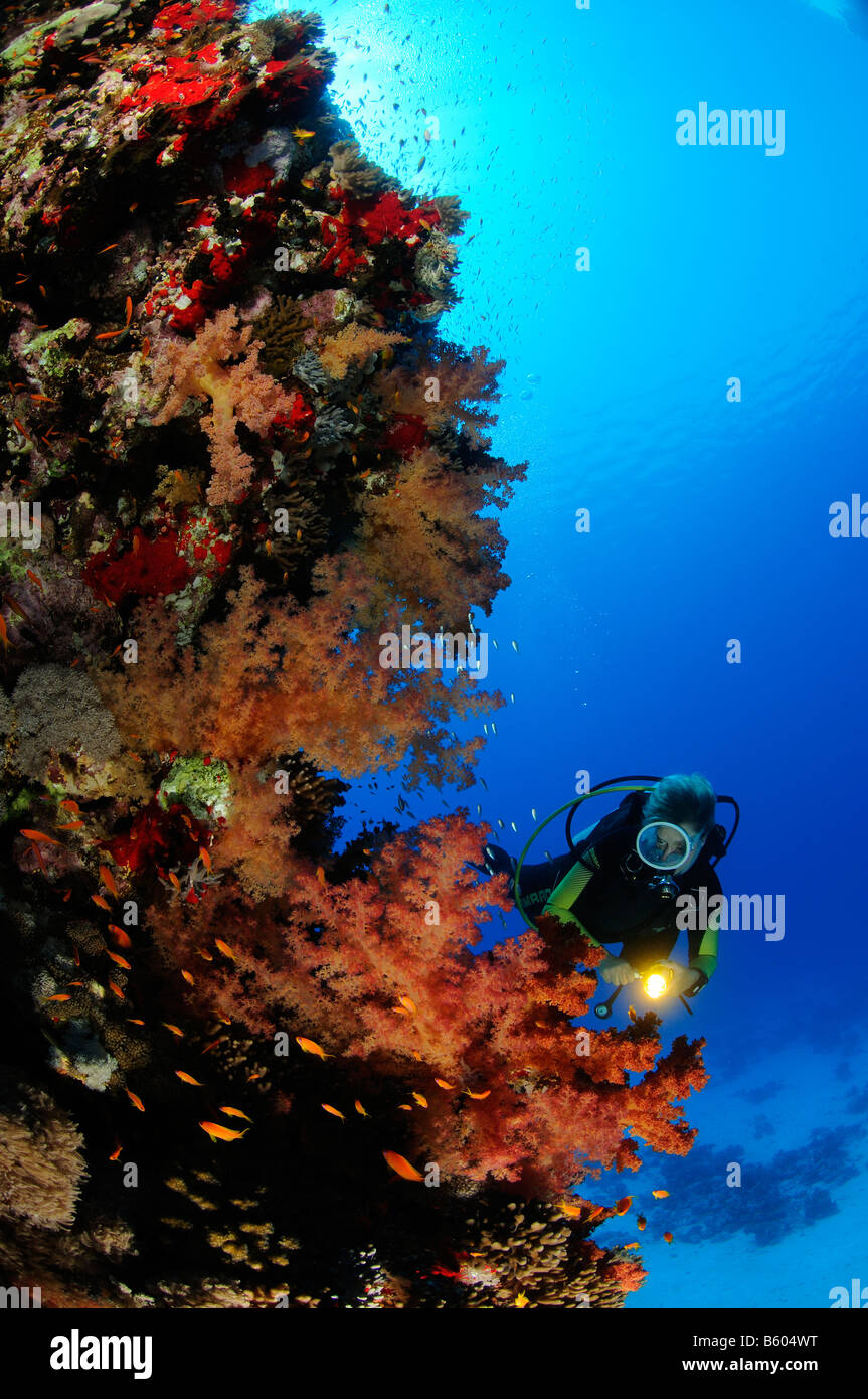 Dendronephthya sp. Soft coral reef and scuba diver, Red Sea Stock Photo ...