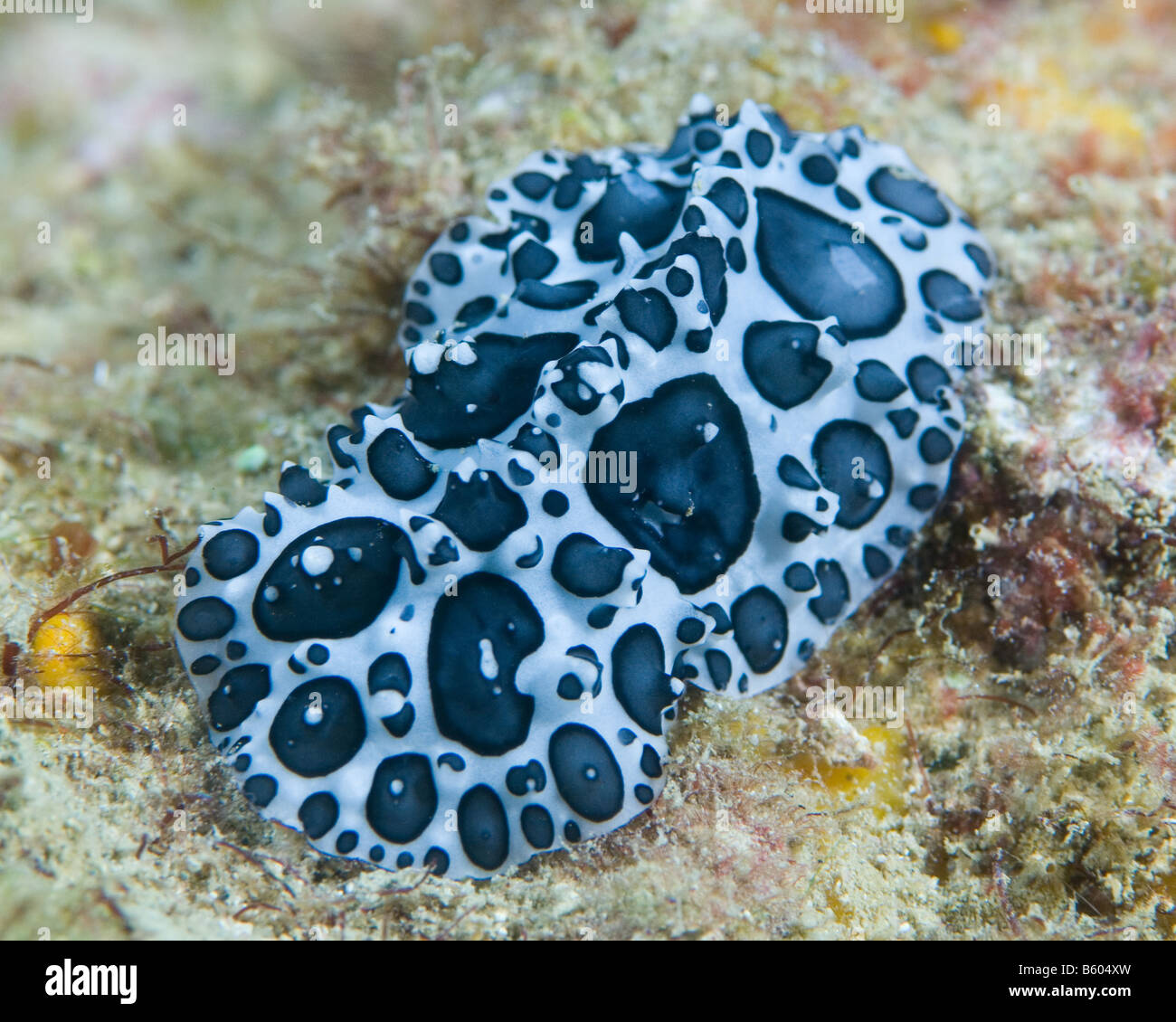 Lumpy nudibranch hi-res stock photography and images - Alamy