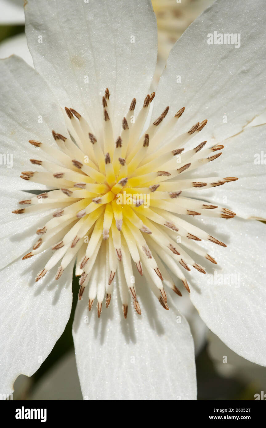 Native Clematis Flower Clematis paniculata Dunedin Otago South Island ...