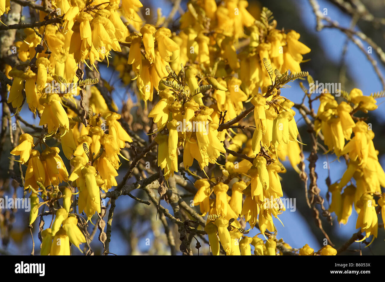 Kowhai flowers hi-res stock photography and images - Alamy