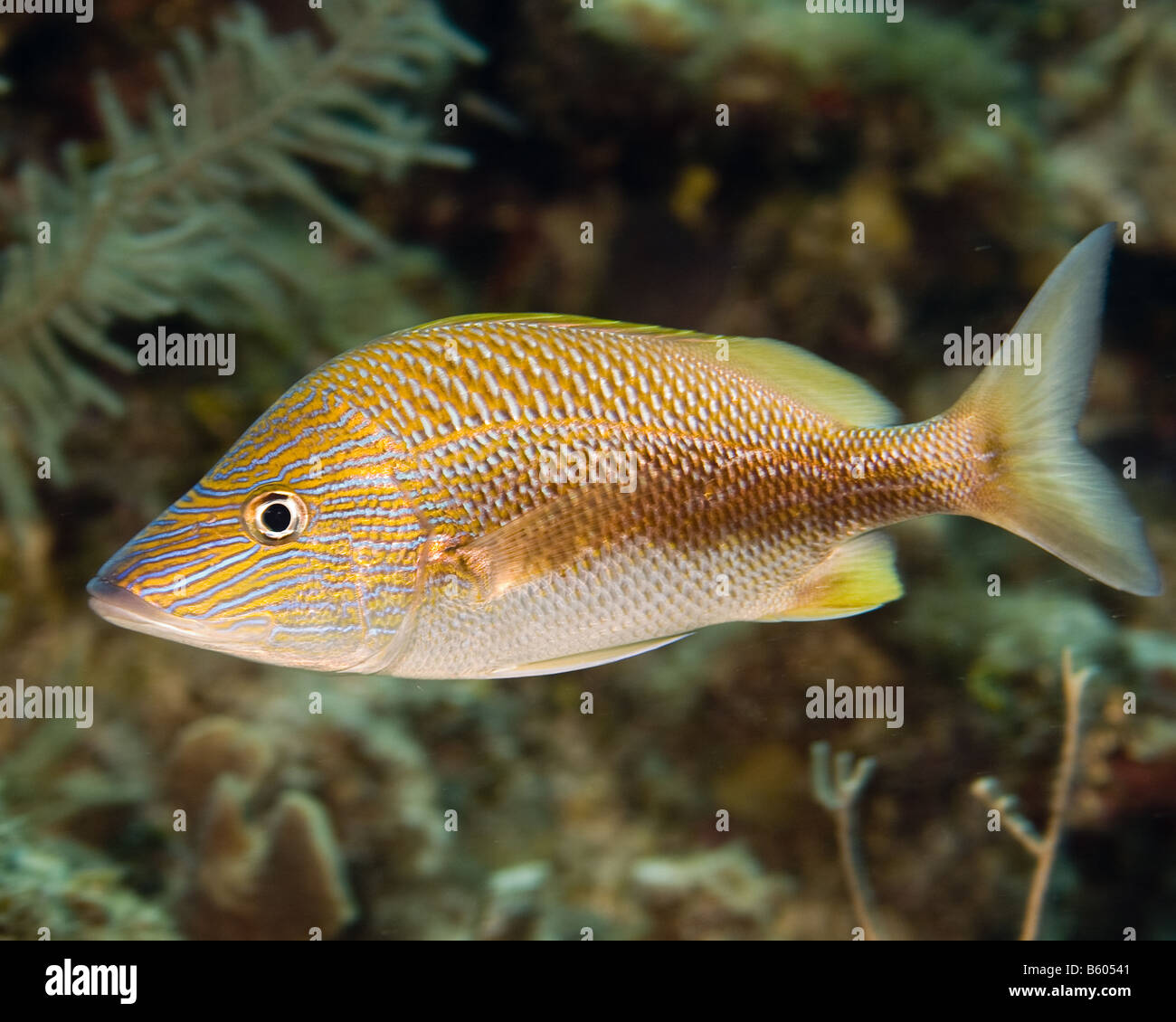 White grunt swims over coral hi-res stock photography and images - Alamy