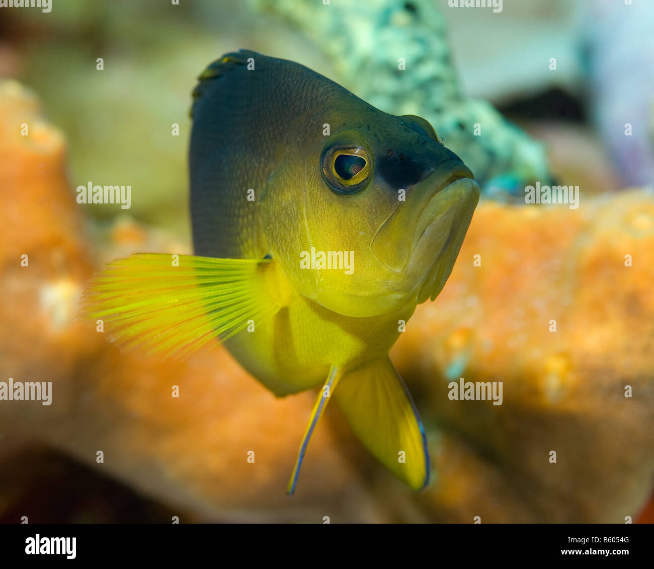 Yellowbelly hamlet hi-res stock photography and images - Alamy