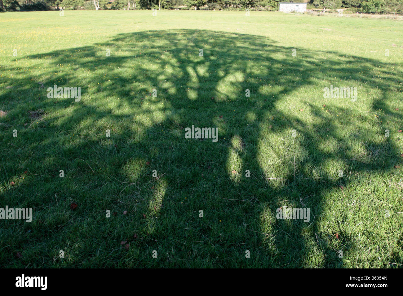 Shadow of a tree on a meadow late ion a summers day Stock Photo - Alamy