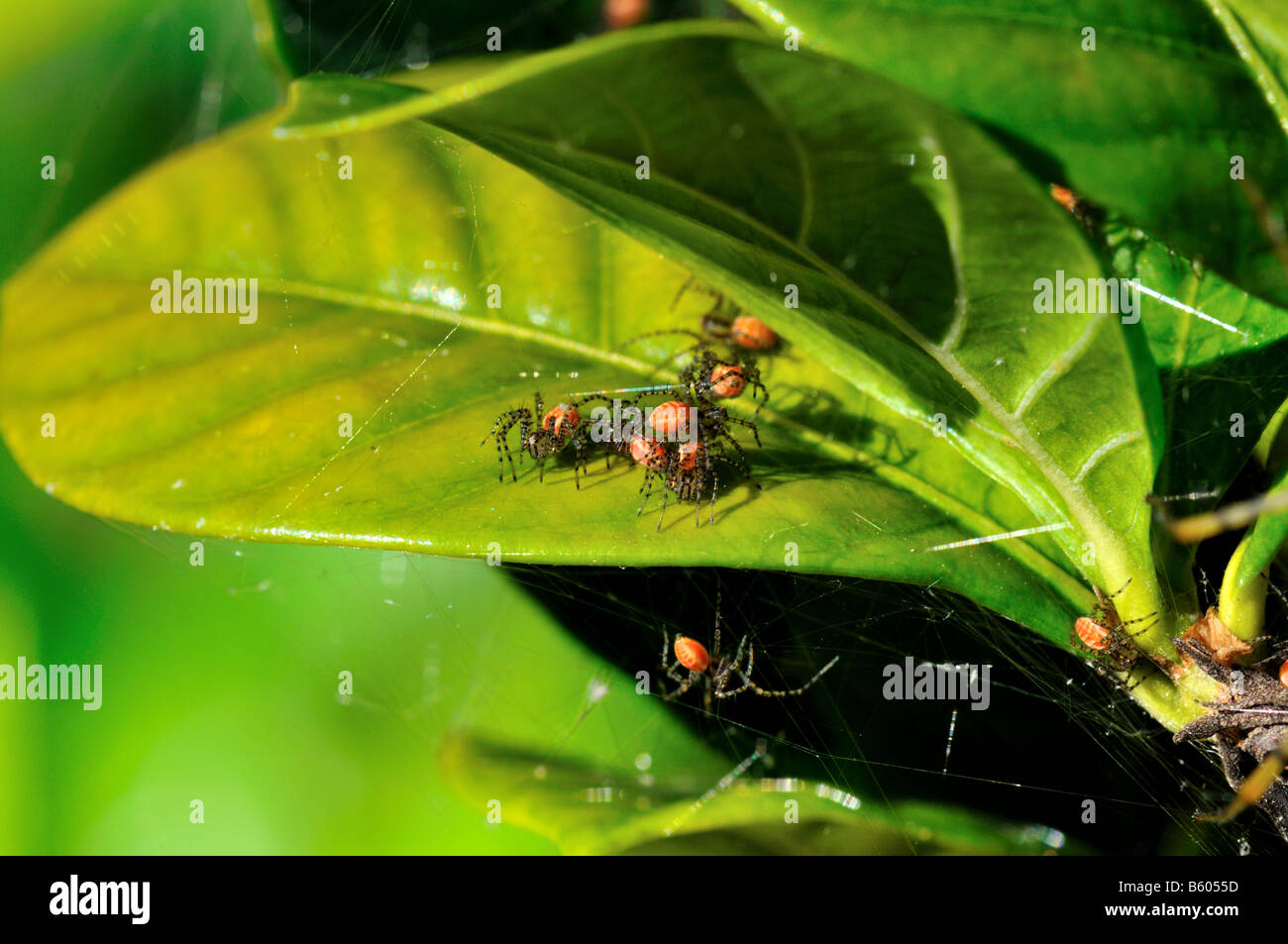 Spider hatchlings hi-res stock photography and images - Alamy