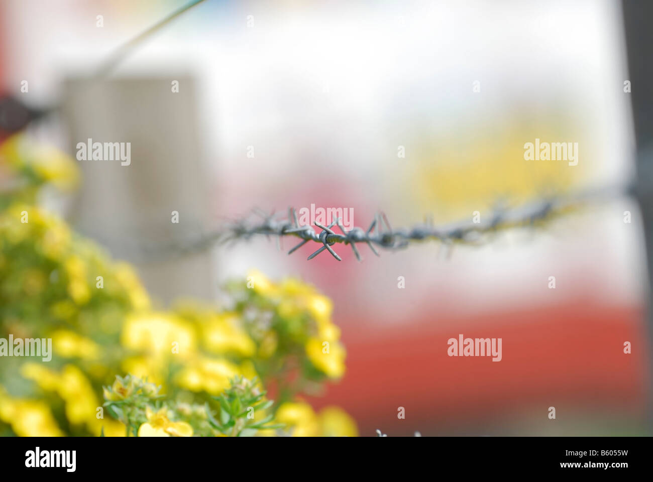 Barbed wire and yellow flowers Stock Photo - Alamy