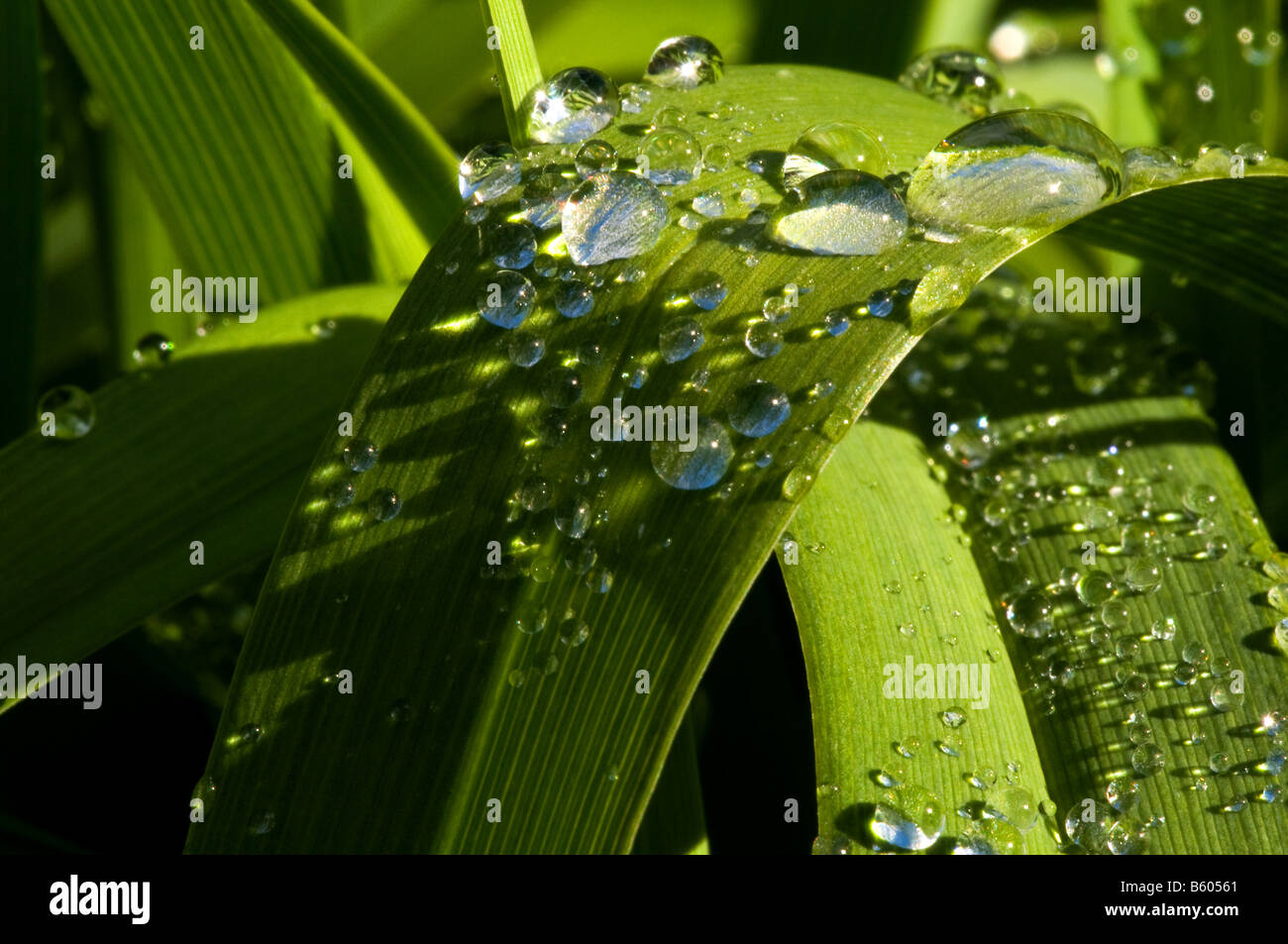 Water Droplets on a leaf Stock Photo - Alamy
