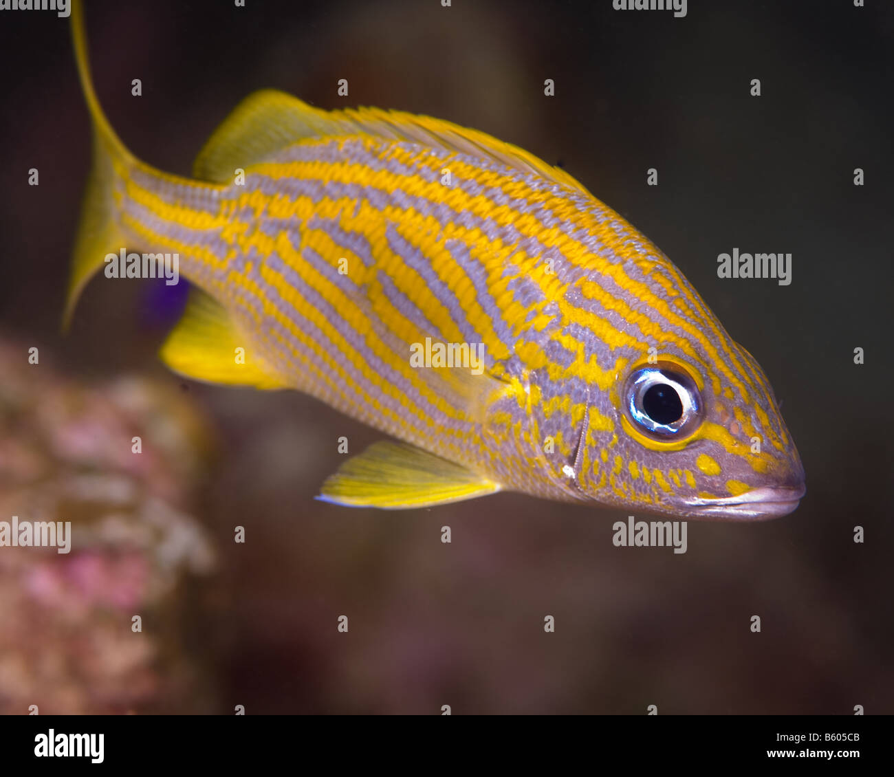 French grunt hi-res stock photography and images - Alamy