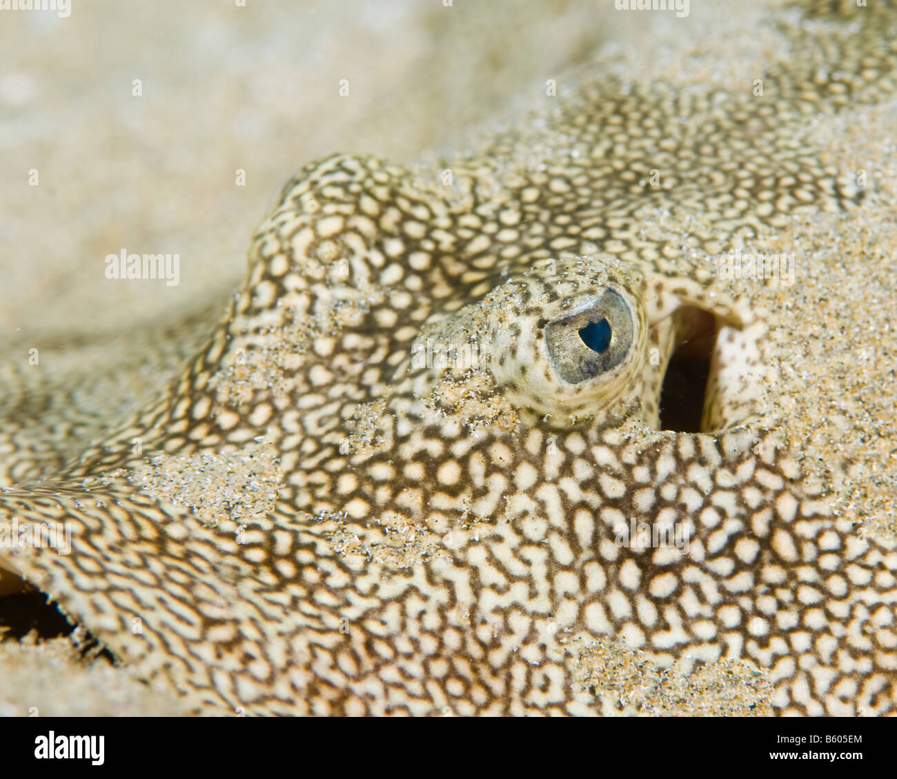 Stingrays Eyes