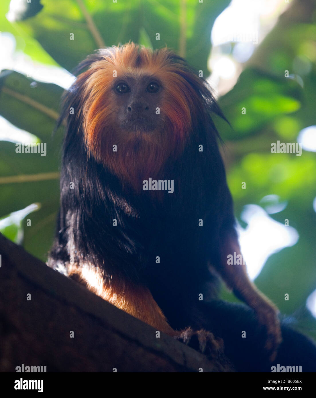 Golden-headed Lion Tamarin (Leontopithecus chrysomelas Stock Photo - Alamy