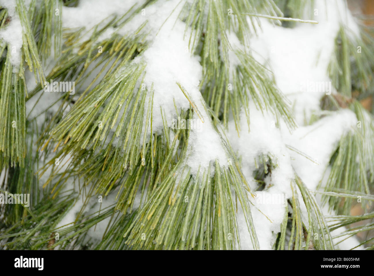 Pine Bough in winter with snow on branch Stock Photo - Alamy