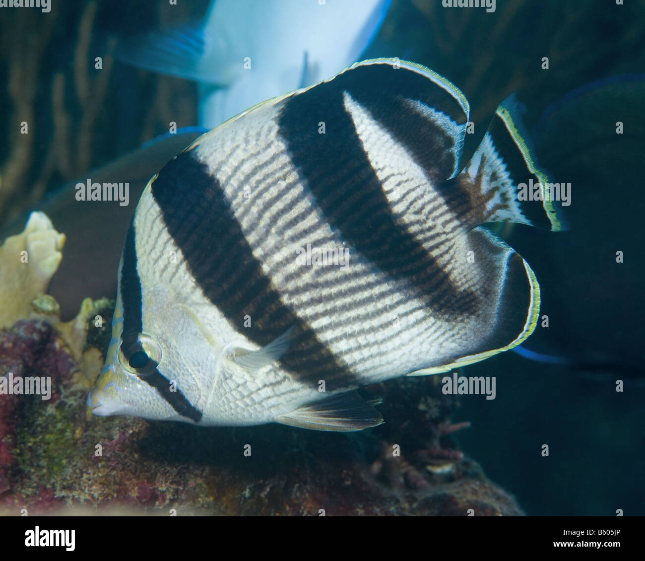 Banded Butterflyfish High Resolution Stock Photography and Images - Alamy