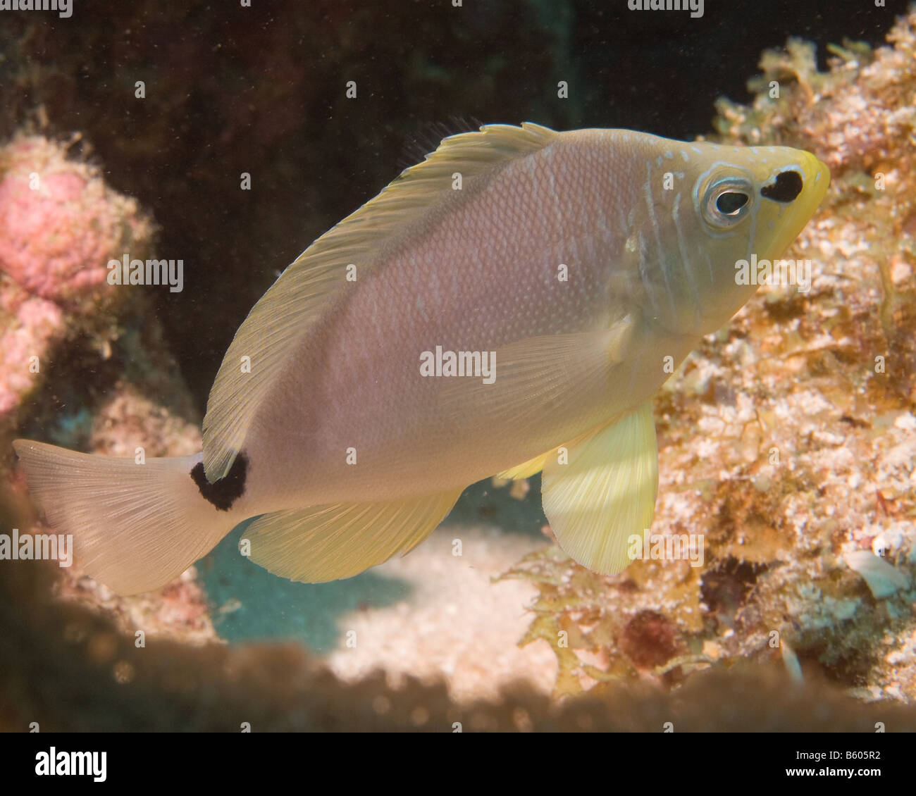 Butter Hamlet posing in profile view Stock Photo - Alamy