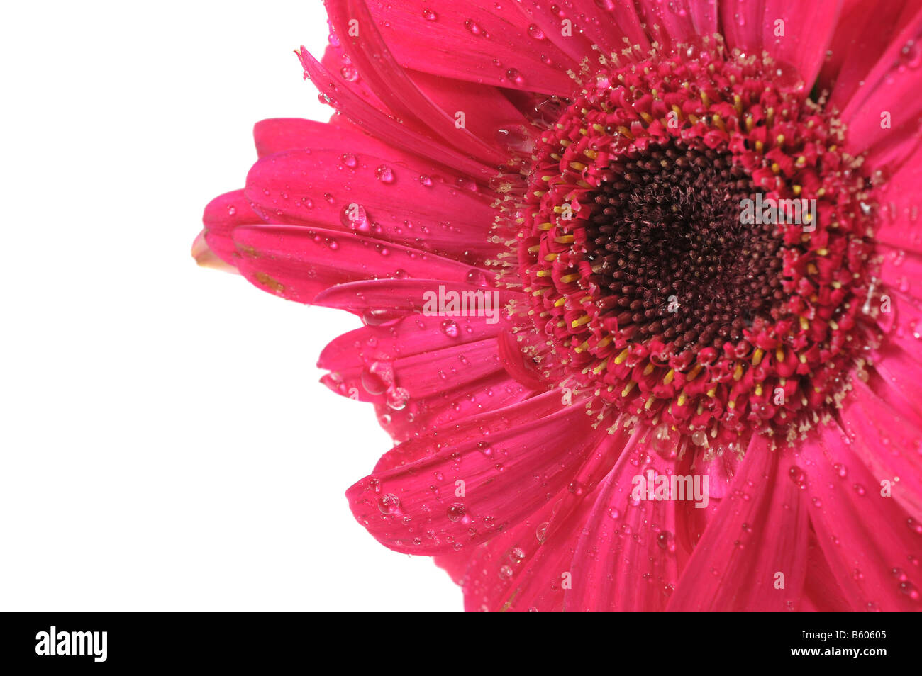 Closeup shot blooming daisy hi-res stock photography and images - Alamy