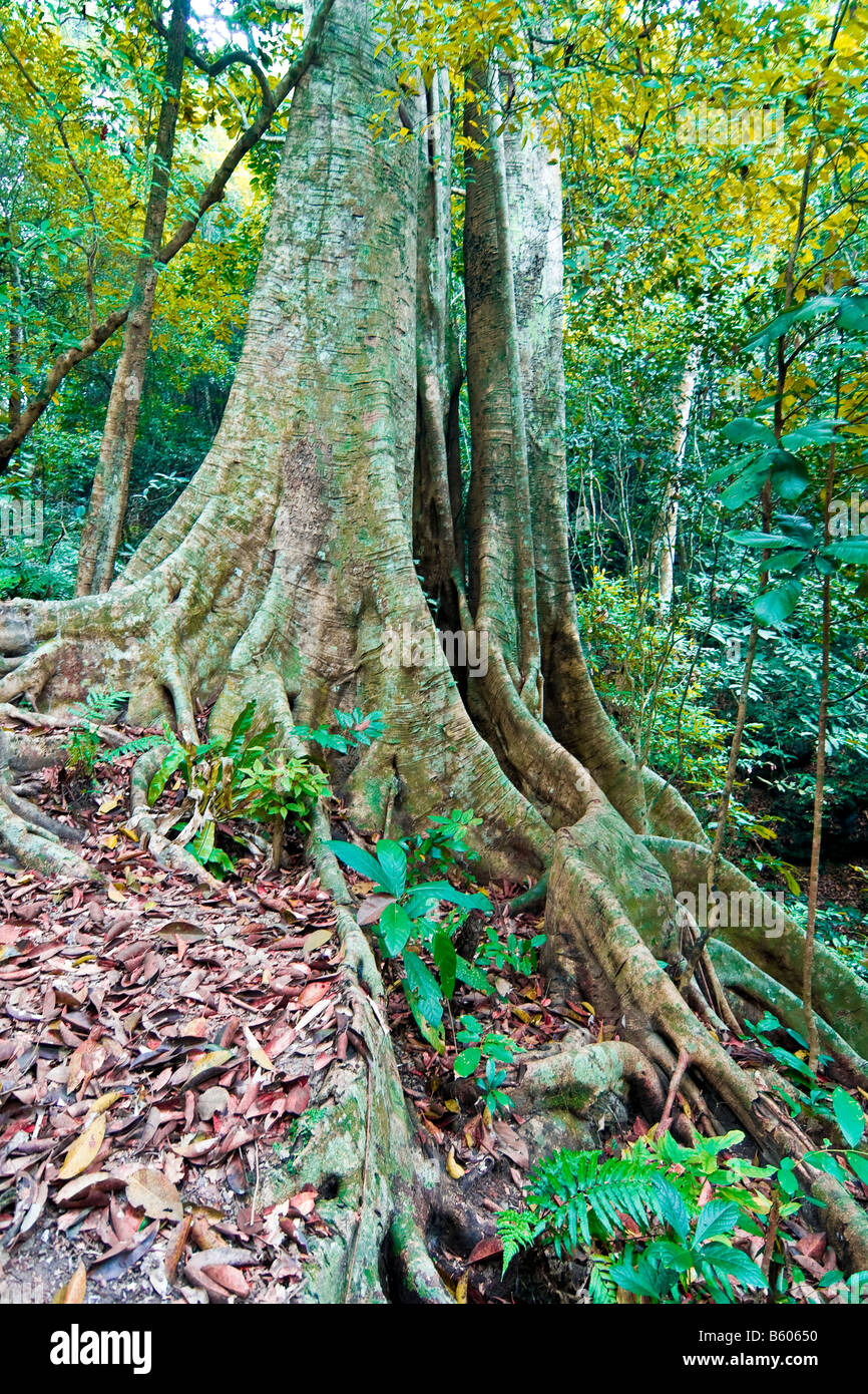 Vietnam tree stem forest root green leaf old branch Stock Photo - Alamy
