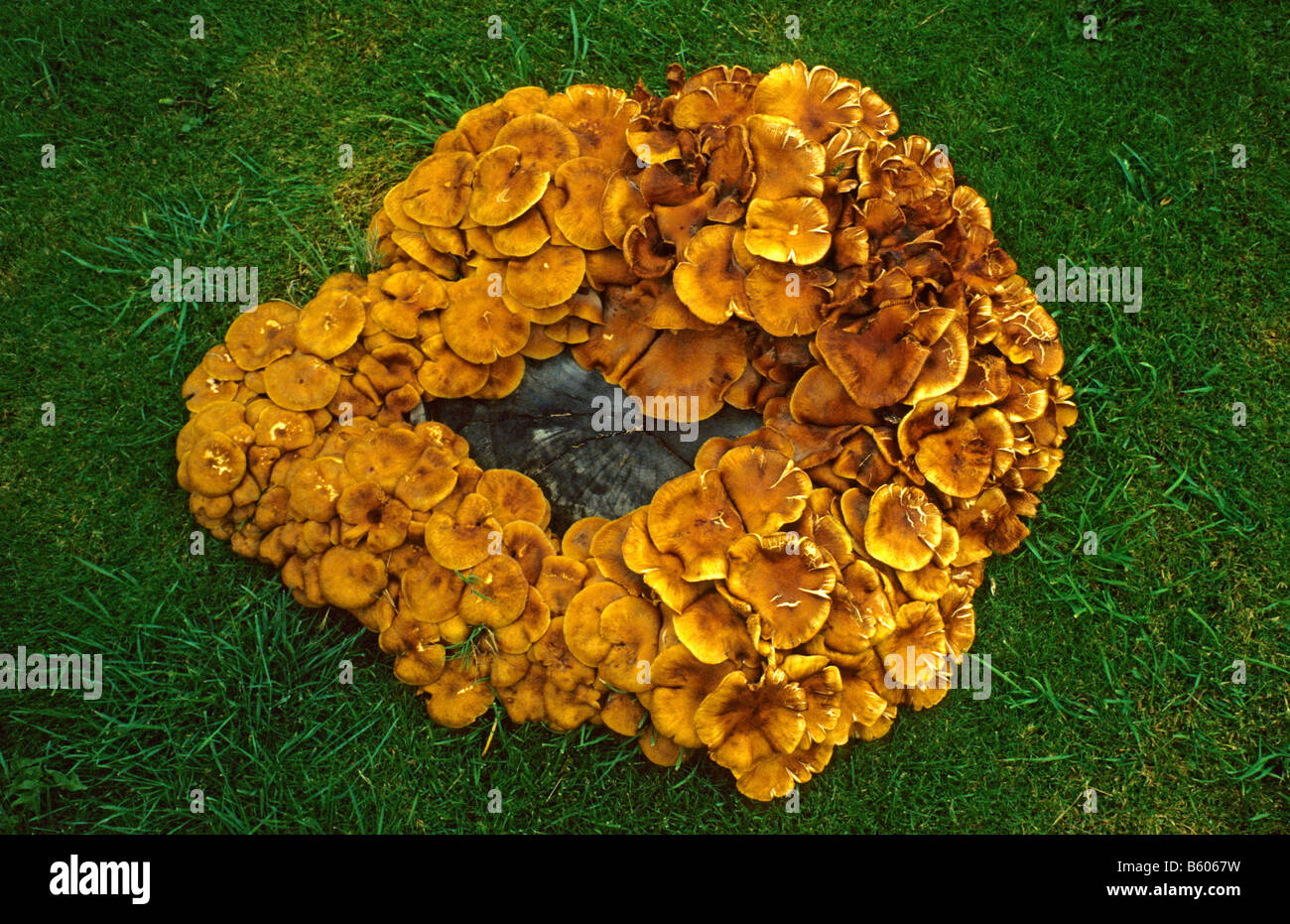 Fairy Ring fungus (Marasmius oreades) around dead tree stump ...