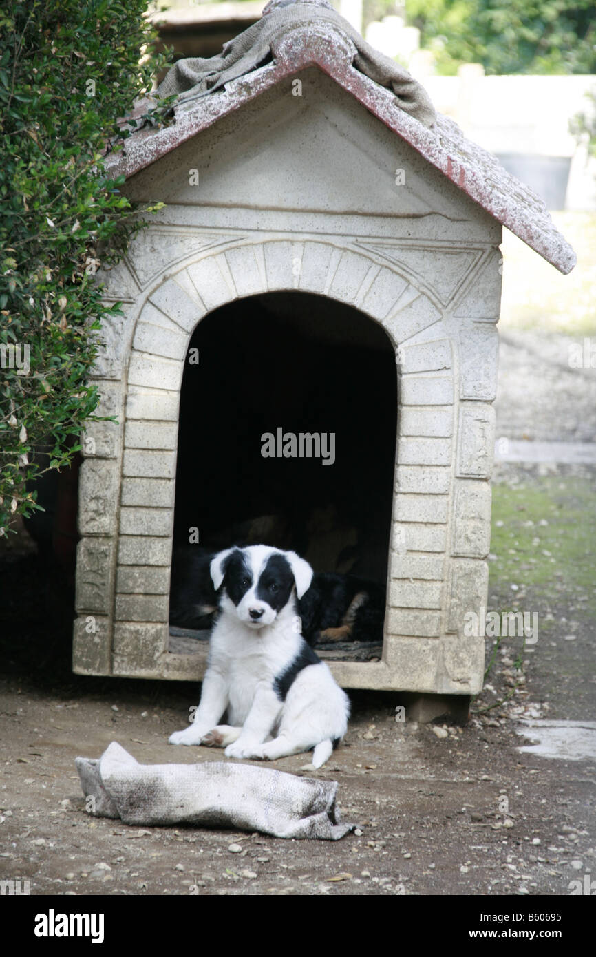 one small dog puppy sitting by kennel in garden Stock Photo - Alamy