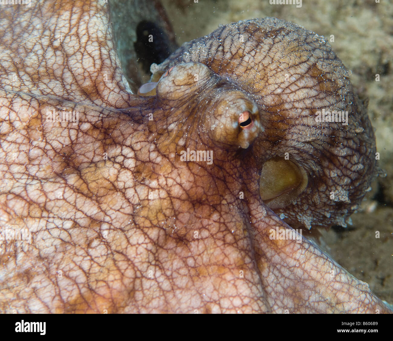 Close up of a Caribbean Reef Octopus Stock Photo - Alamy