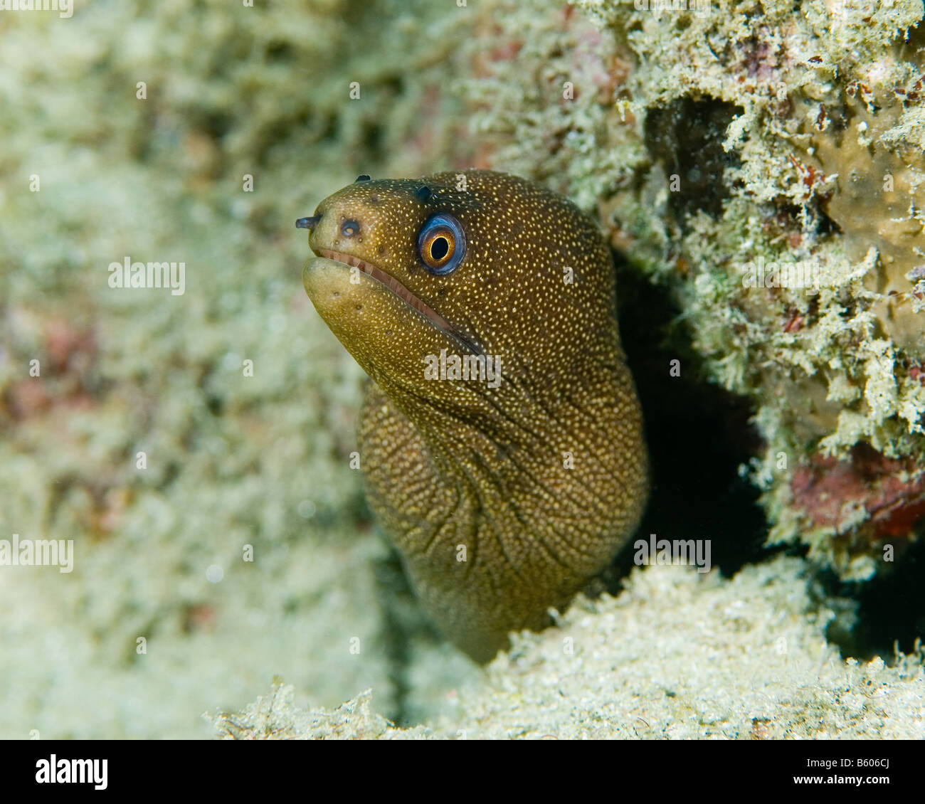 Photographof a Goldentail Moray Eel taken underwater in the Dominican ...