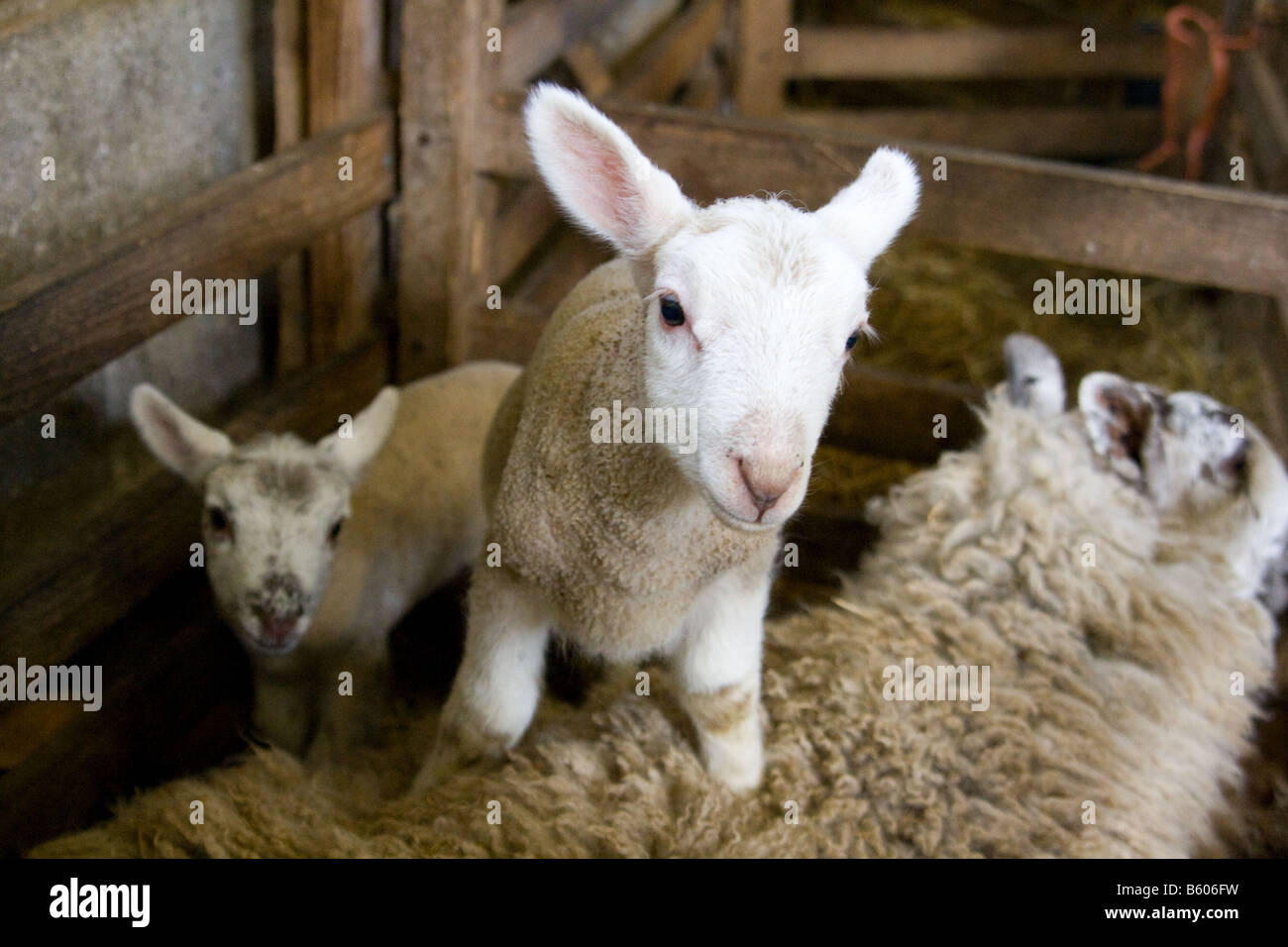 New born lamb playing with its mother Stock Photo - Alamy