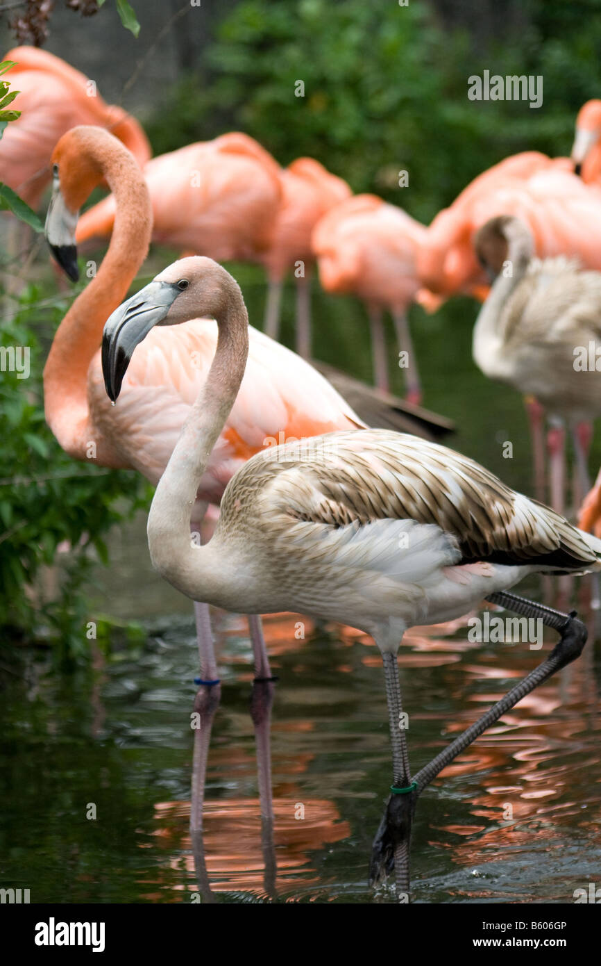 Pink flamingos hi-res stock photography and images - Alamy