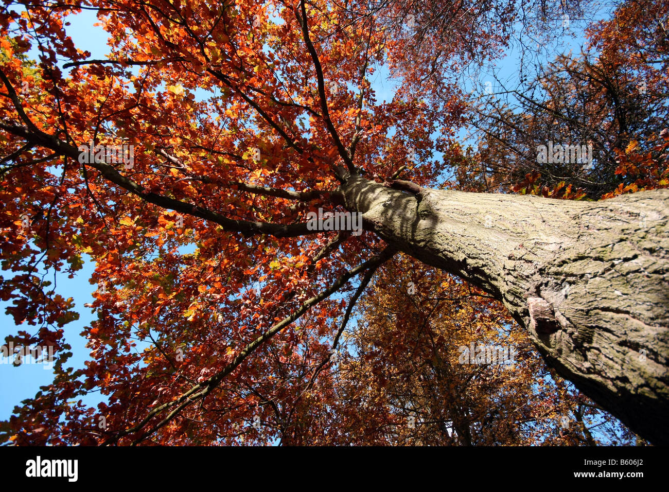 Petts wood hi-res stock photography and images - Alamy