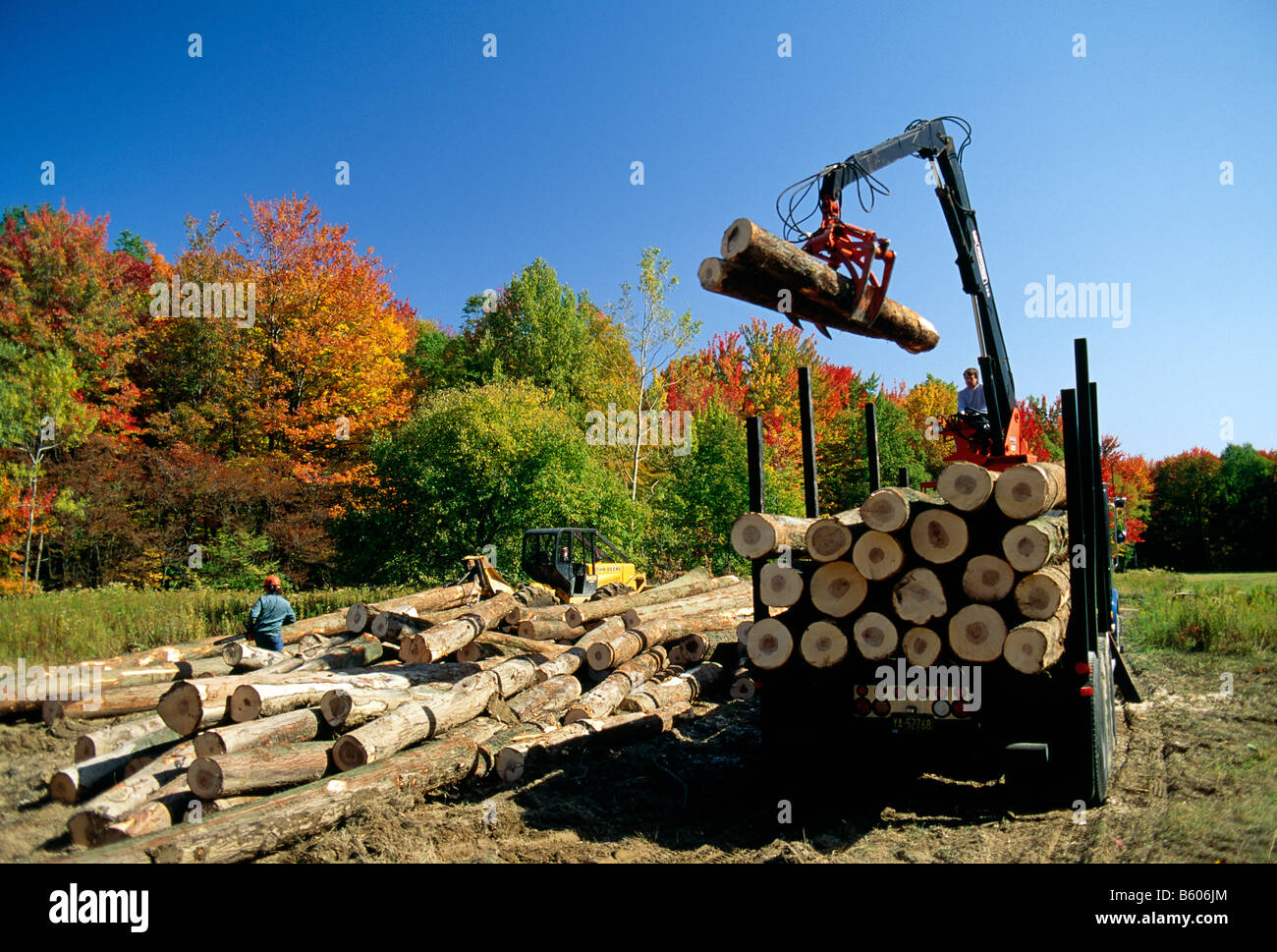 Selective logging hi-res stock photography and images - Alamy