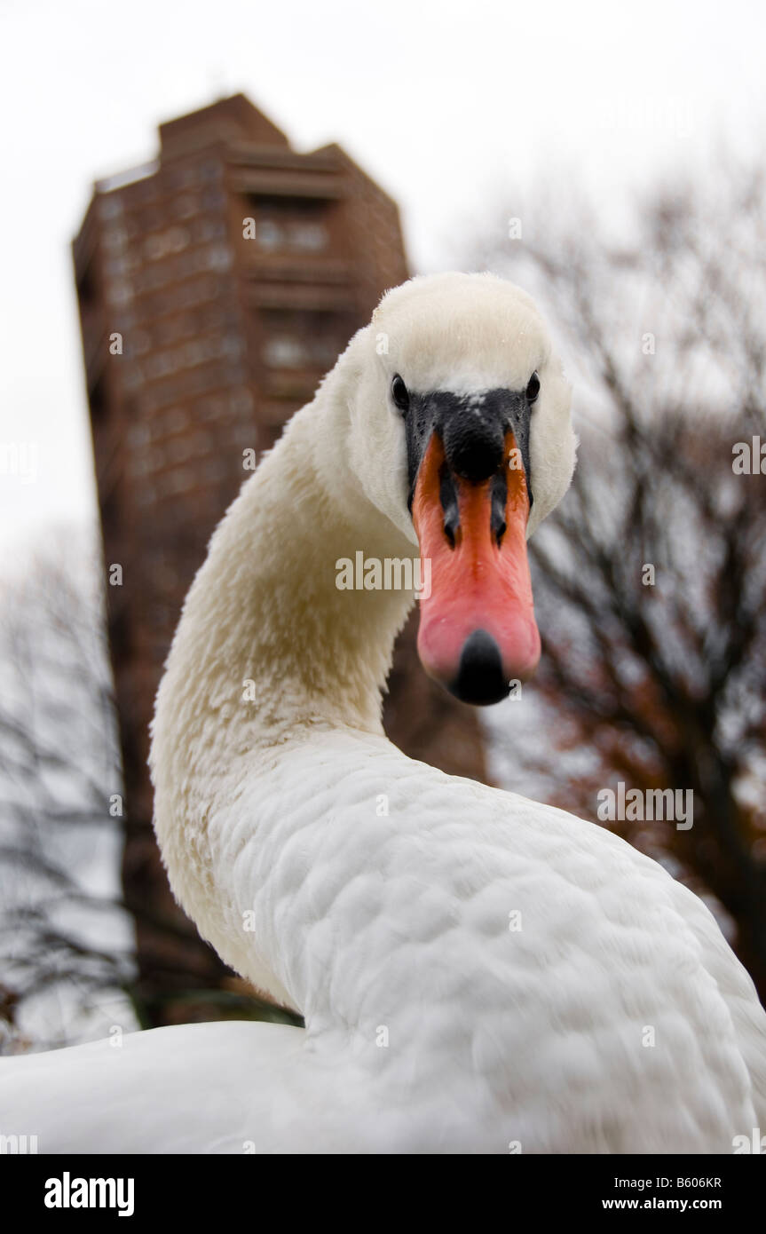 Swan Close up Stock Photo - Alamy