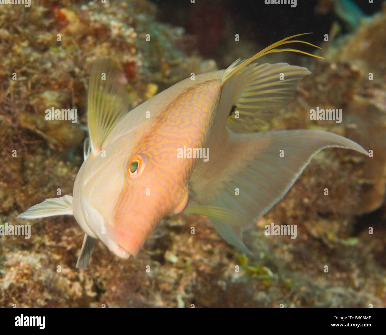 Hogfish hi-res stock photography and images - Alamy