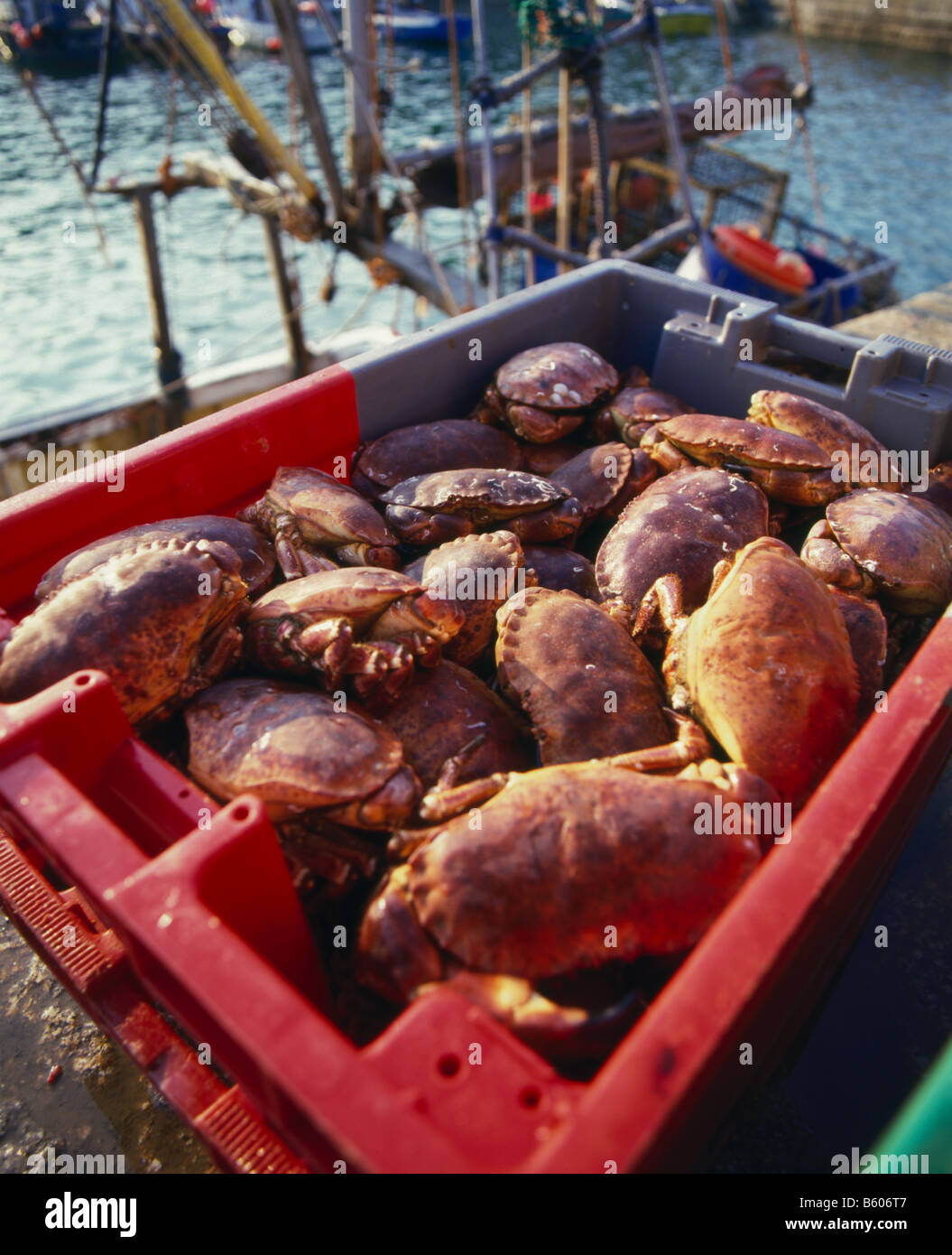 Freshly Caught Crabs Stock Photo - Alamy