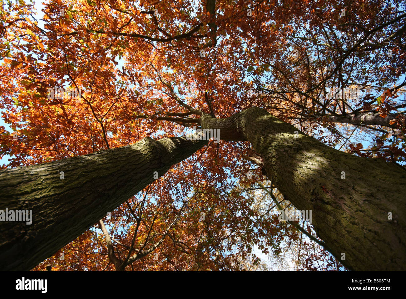 Autumn trees in Petts Wood, Kent UK Stock Photo - Alamy