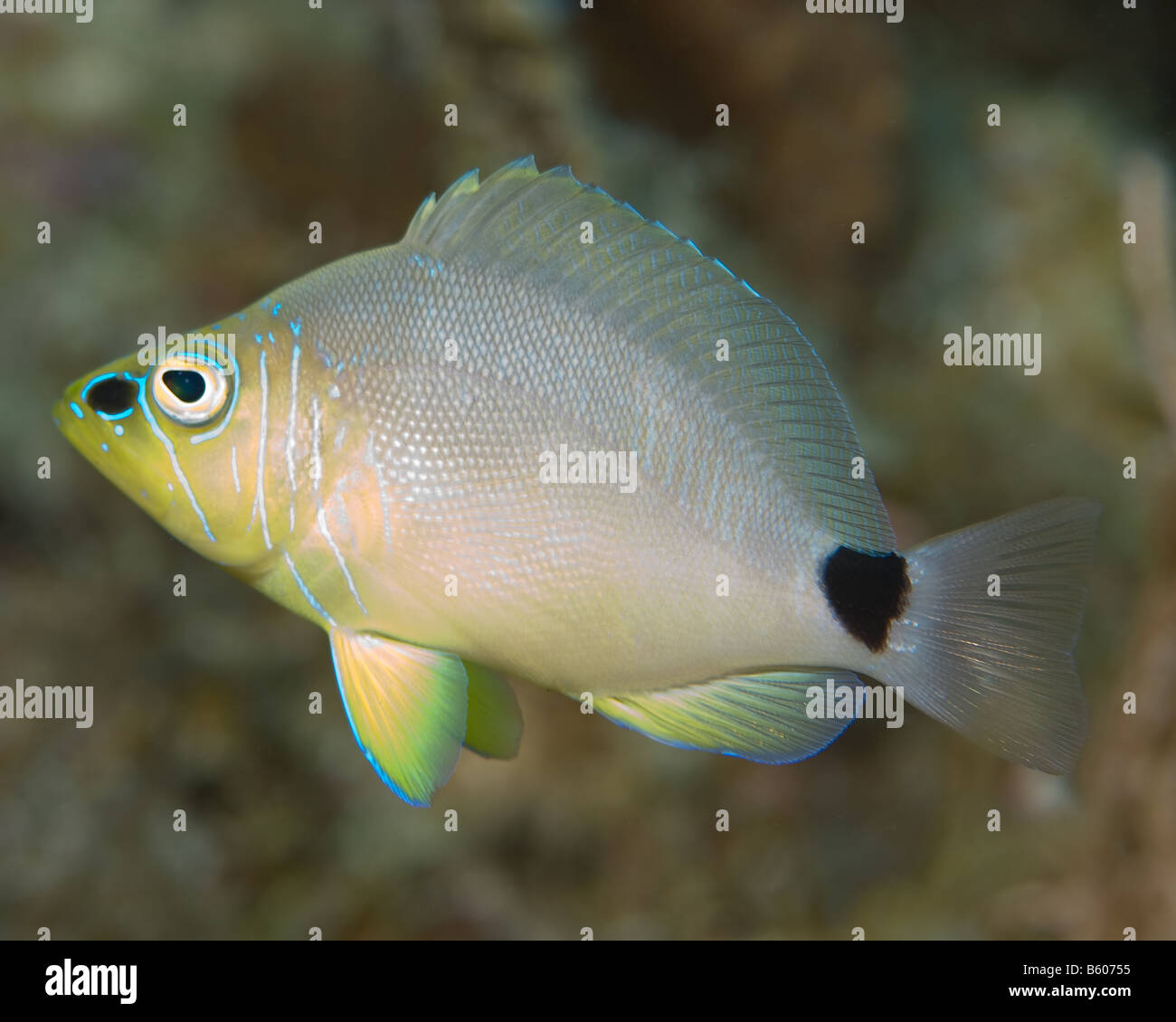 Butter hamlet fish poses in hi-res stock photography and images - Alamy
