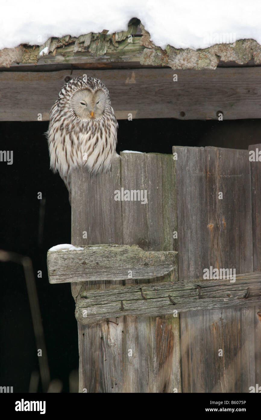 Barn owl on house hi-res stock photography and images - Alamy
