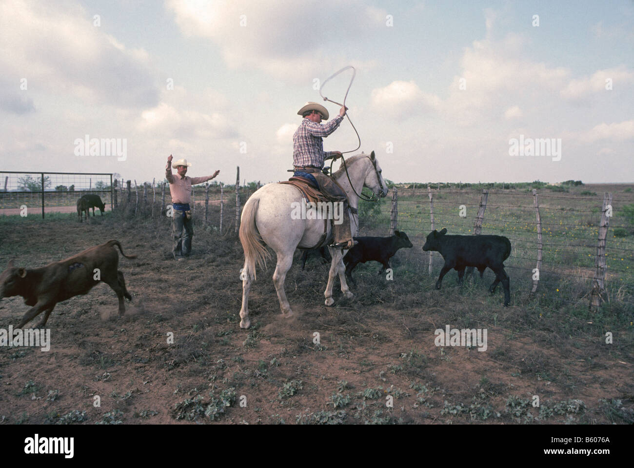 American cows hi-res stock photography and images - Alamy