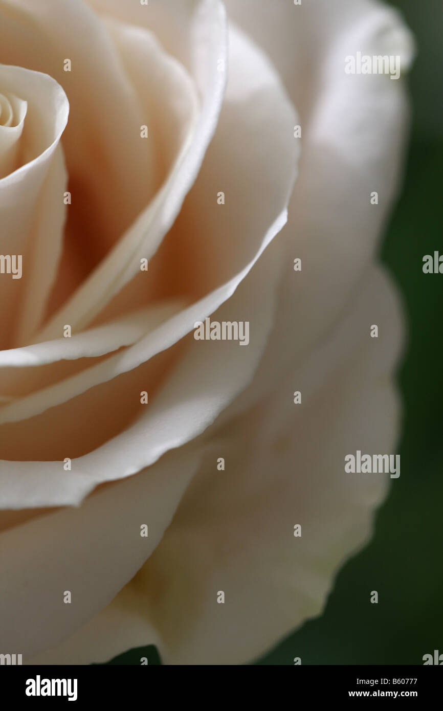 stock photo of a white rose Stock Photo - Alamy
