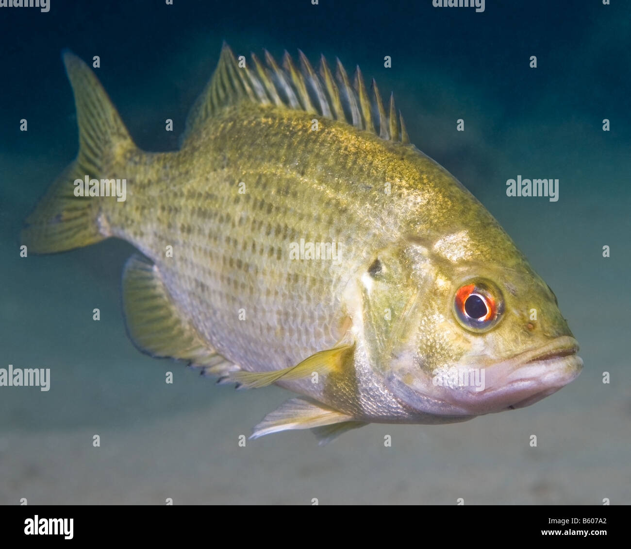 Rock Bass