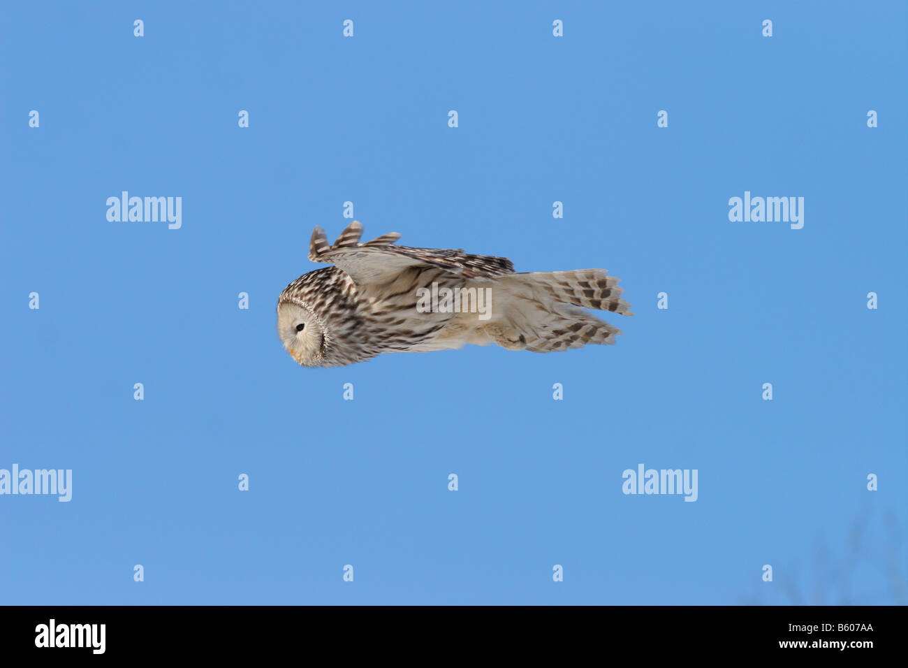 Ural owl (Strix uralensis) in flight Stock Photo - Alamy