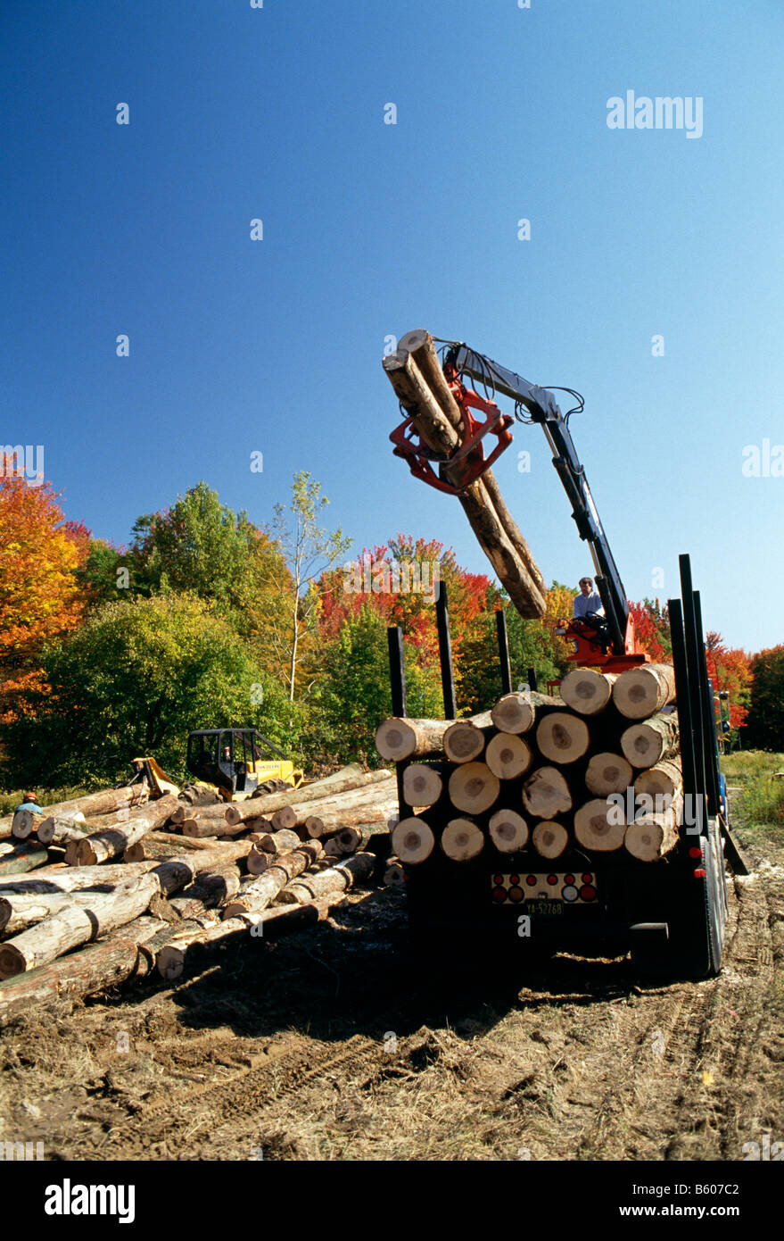 Selective logging hi-res stock photography and images - Alamy