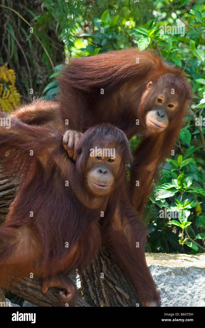 Two orangutans 2 hi-res stock photography and images - Alamy