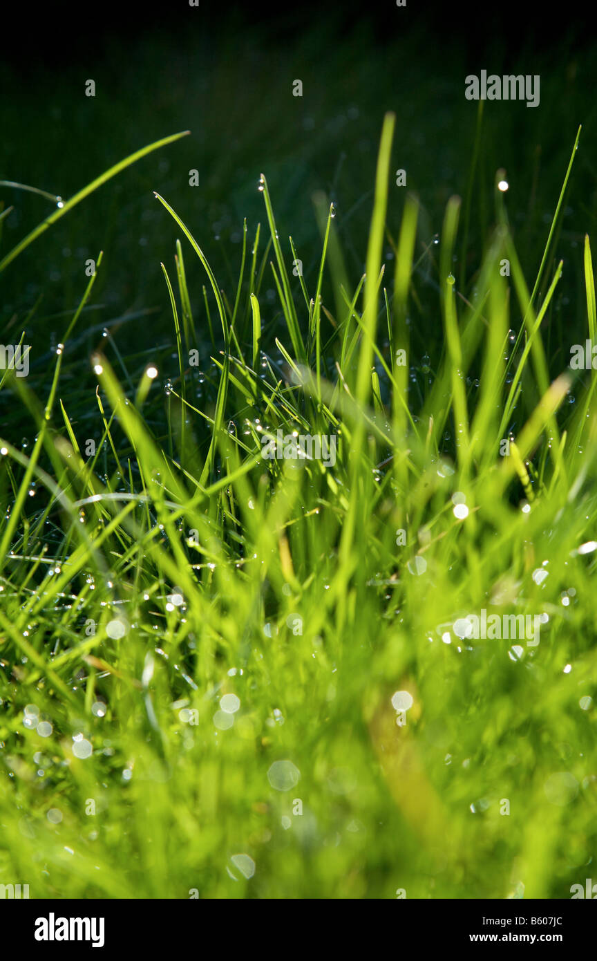 dew and grass Stock Photo - Alamy