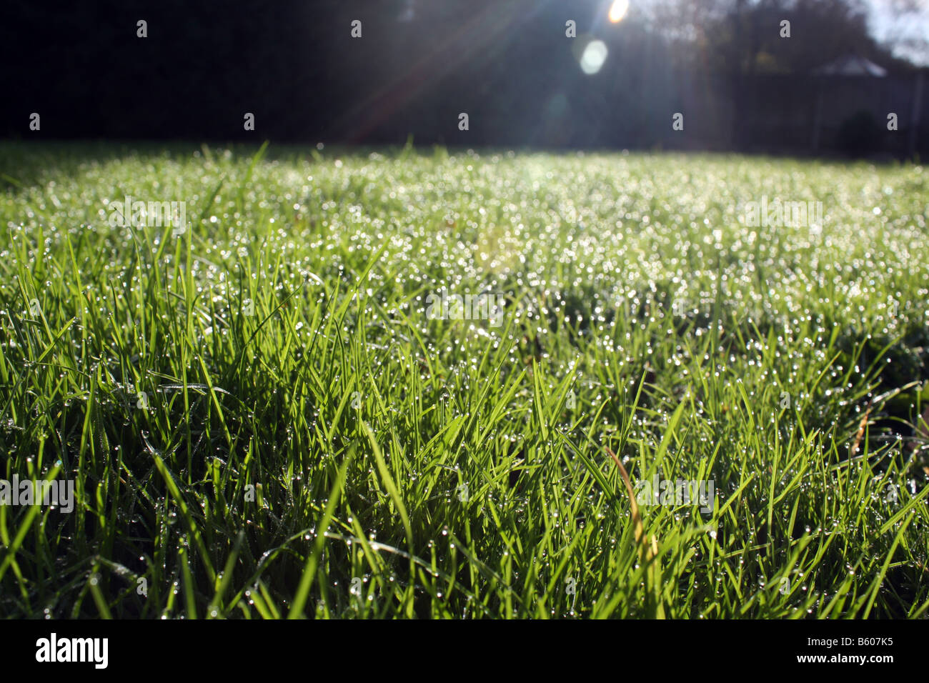 Early morning dew Stock Photo - Alamy