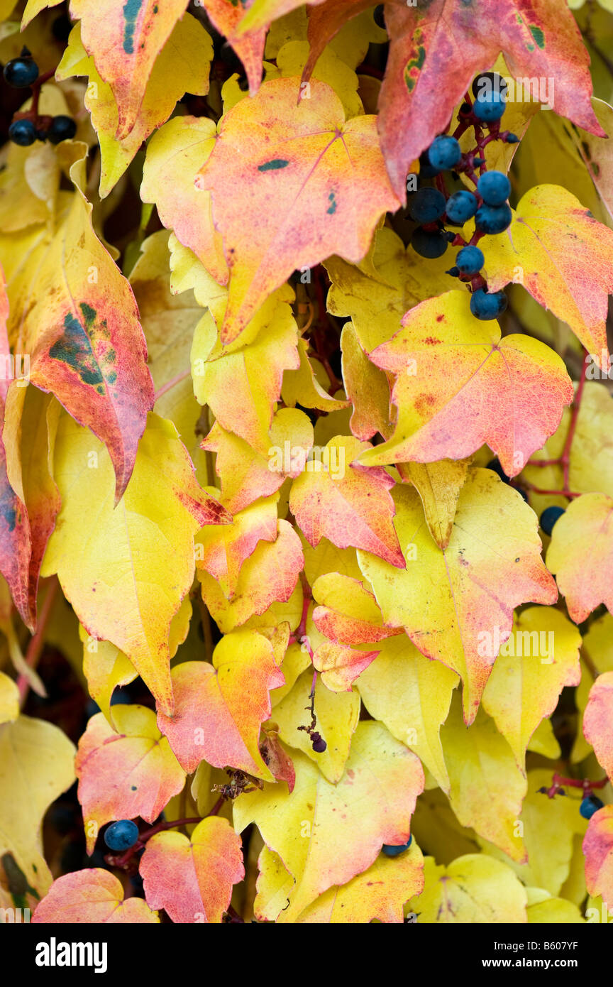 Autumn colours of vine leaves Stock Photo - Alamy