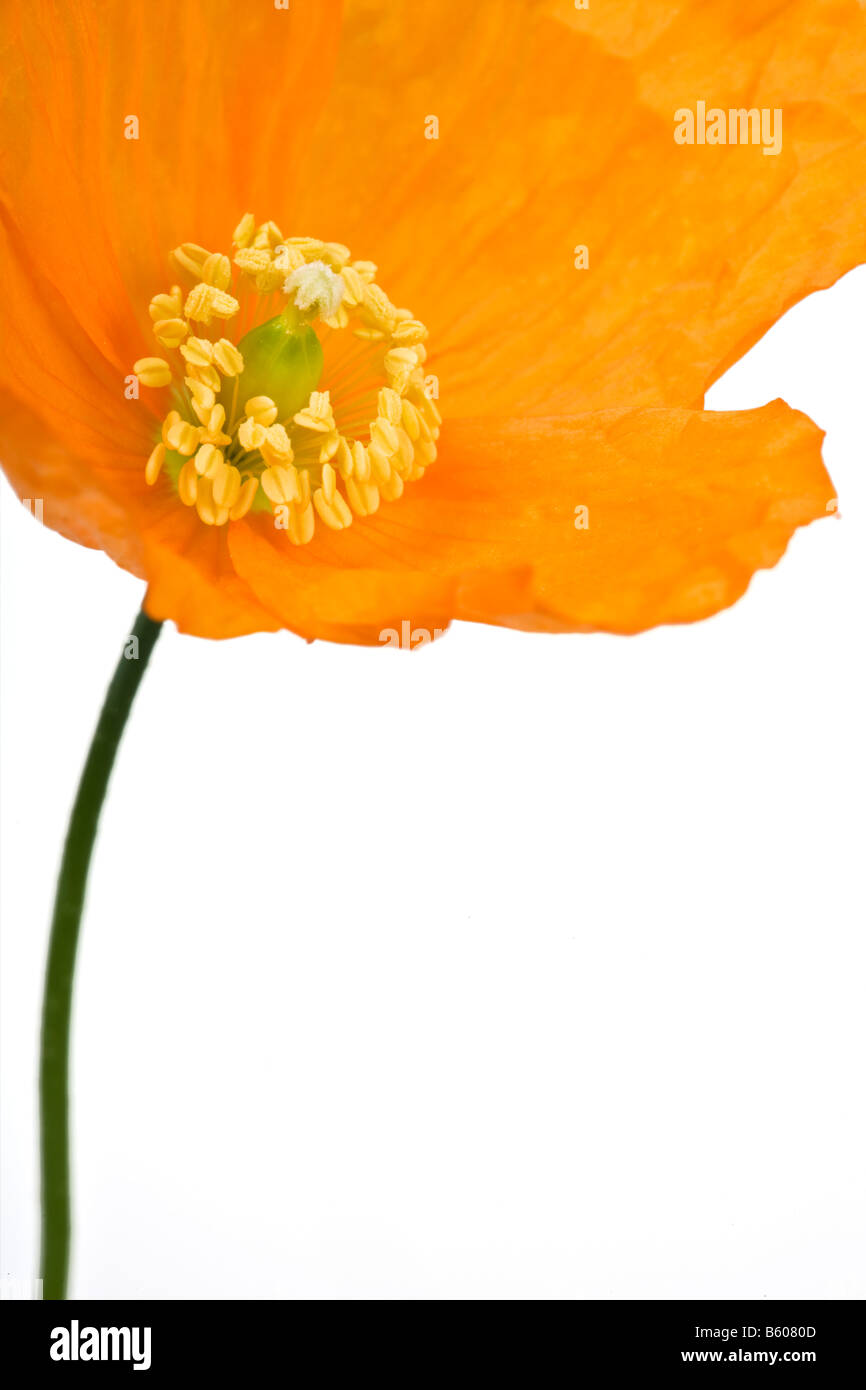Orange Poppy Flower on white background Stock Photo - Alamy