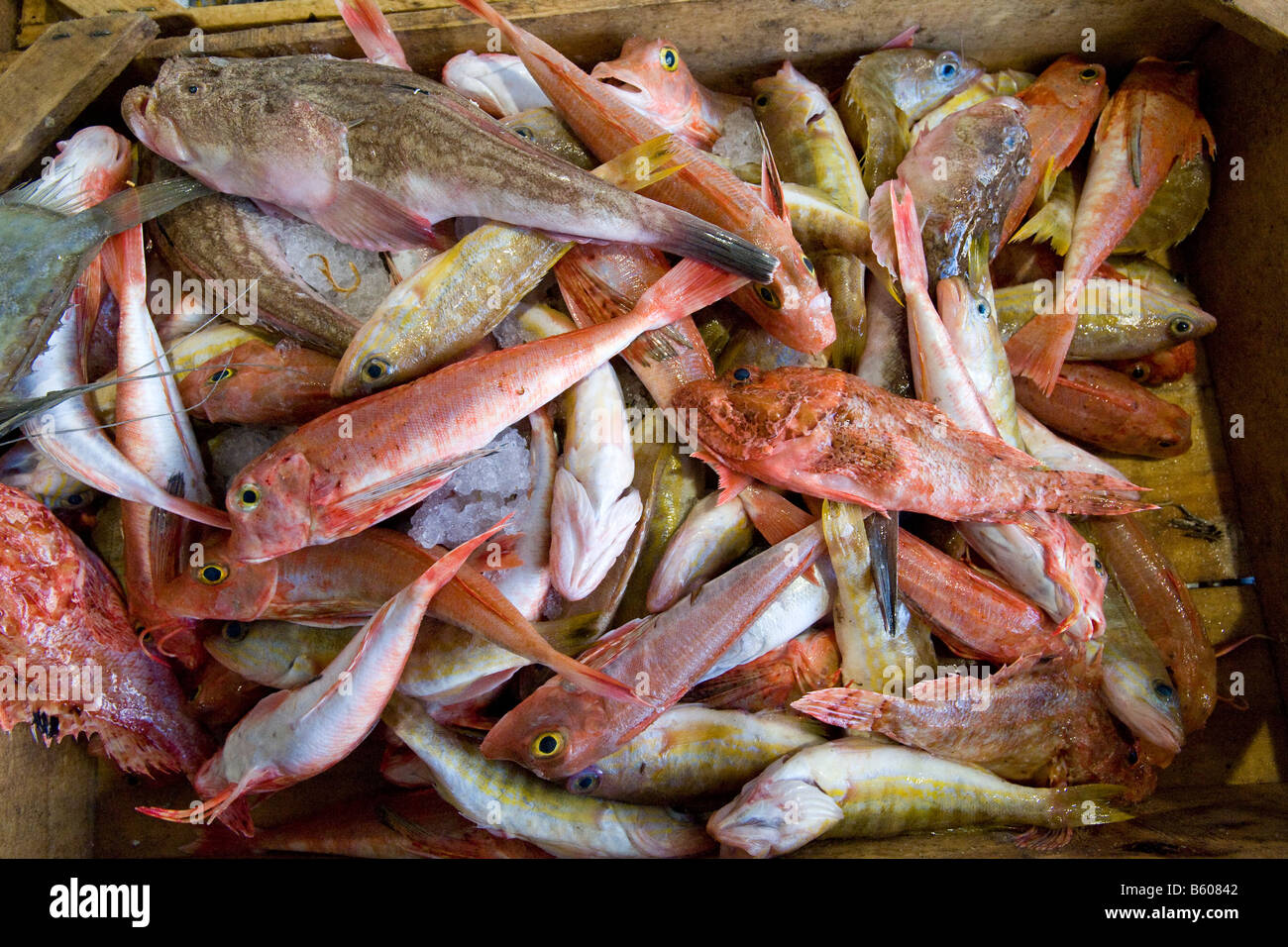 Fresh catch produce products hi-res stock photography and images - Alamy